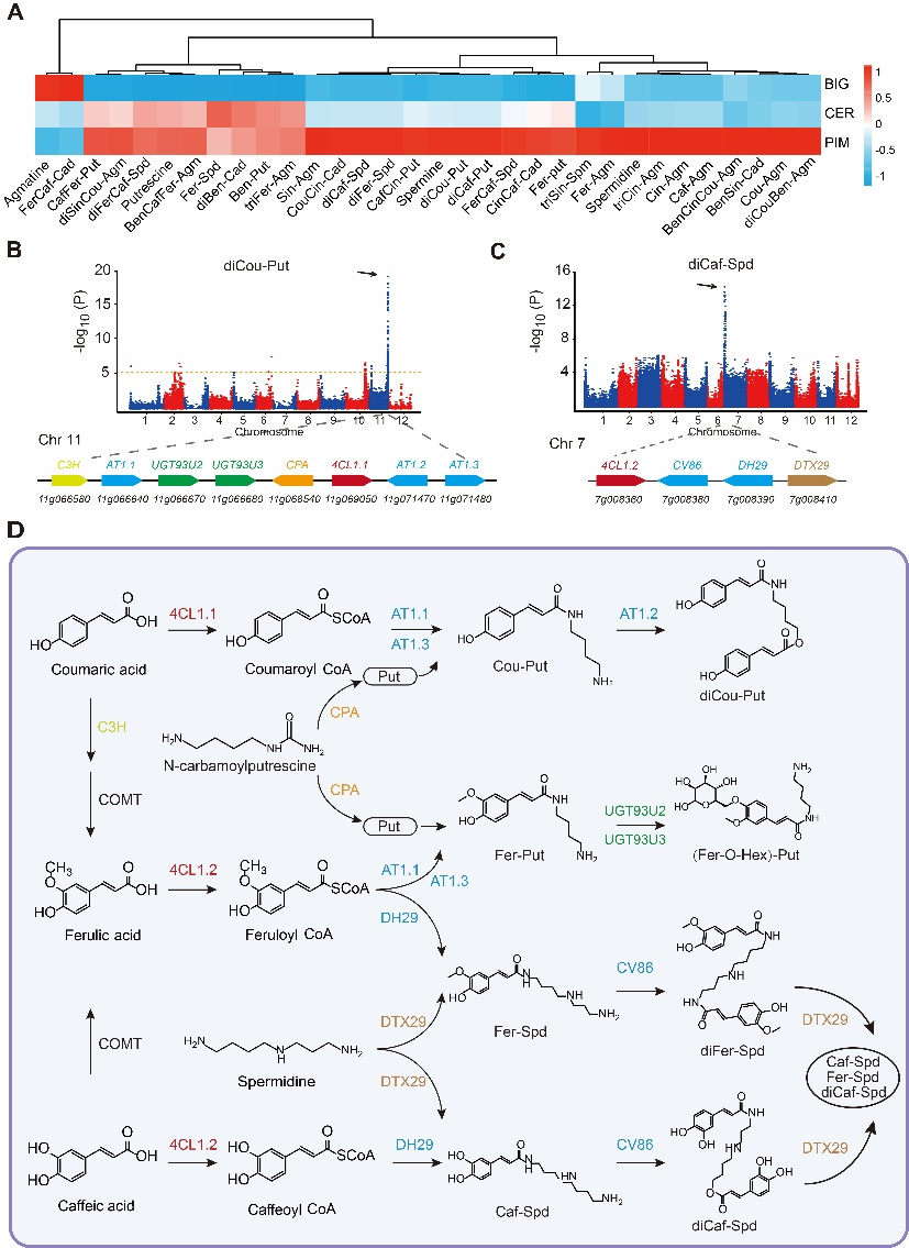 海南大学王守创团队揭示作物代谢多样性与环境适应性的协同调控新机制-海南大学新闻网