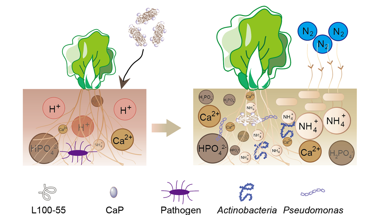生命健康学院微生物资源利用与耐药菌防控团队开发功能固氮菌用于改善酸性土壤微环境-海南大学新闻网